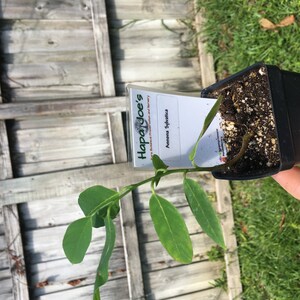 Dimocarpus Longan... Longan Fruit Seedling - Etsy