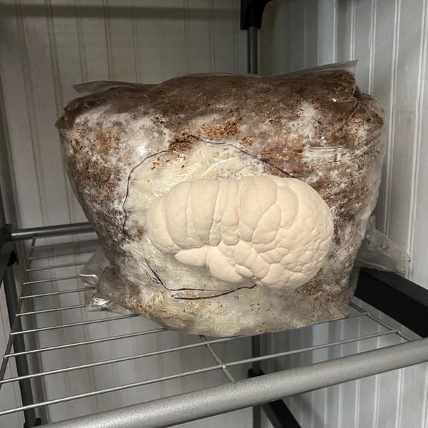 10lb Shiitake Mushroom Substrate Bag - Etsy