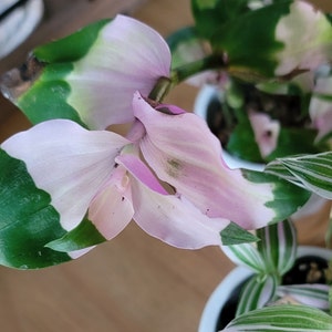 Tradescantia Blushing Bride - Etsy