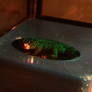 Stroodies Dig Box for Leopard Geckos - Etsy