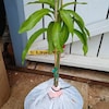 Cat Saigon Thai Mango TREE GRAFTED (2-4 Feet Tall). Ship to All States ...