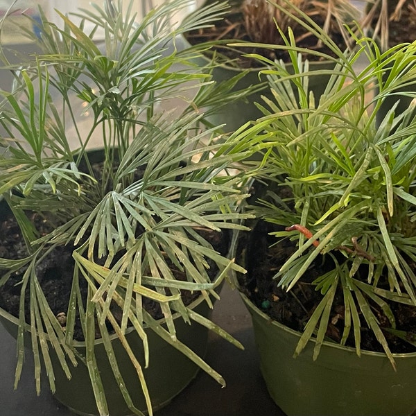 Fern Plant, Eyelash Fern Plant Young Starter Plant in a 4" Pot, Rare ...