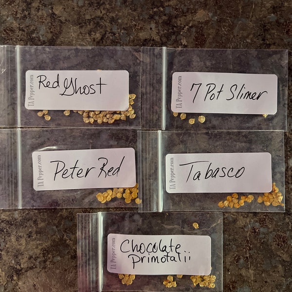 25+ Dundicut Pepper Seeds -isolated -padded Envelope Shipping, Tracking ...