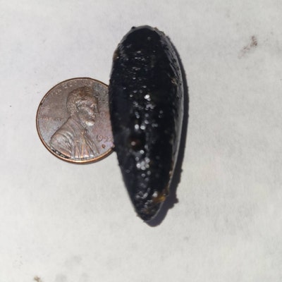 ESTATUA STATUE Papa Candelo Religion Yoruba IFA - Etsy