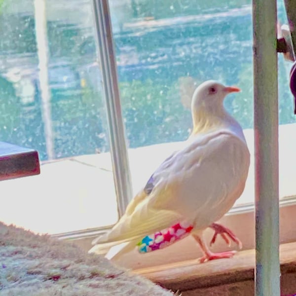 Cute Small Bird Nest Cosy. Pet Birds Love These Colorful Hide Houses ...