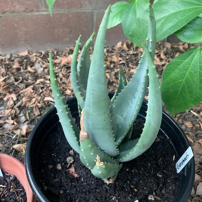 2g Aloe Moonglow Hybrid.beautiful Yellow Glowing Blooms Can Be Expected ...