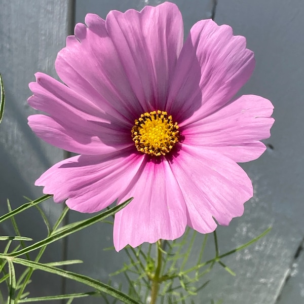 300 DWARF PINK COSMOS Cosmos Bipinnatus Flower Seeds - Etsy