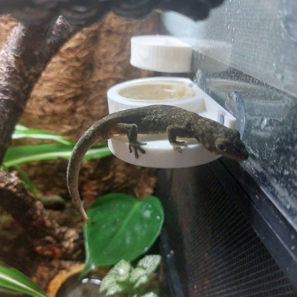 Gecko Food Ledge + Bowls & Spoon Kit | Choice of Colours | 3D Printed ...