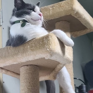 Cat Tag Leather Tag Silent ID Tag Personalized Cat Tag - Etsy