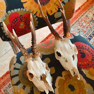 Fallow Deer Skull From Central Europe Fallow Deer dama - Etsy