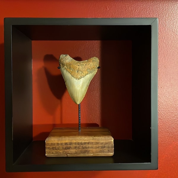 Megalodon Shark Tooth Custom Stand Hand Made to Fit Your Tooth. - Etsy