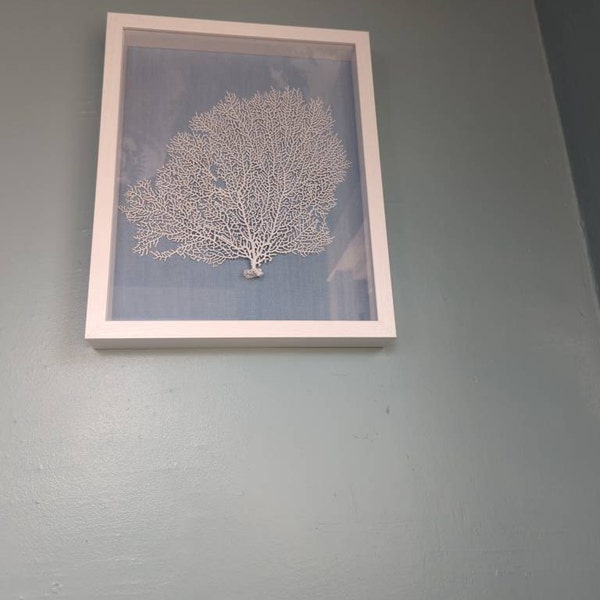 Set of 2 Framed Sea Fans, Sea Fan Art, Sea Fan Decor, Sea Coral, Sea ...