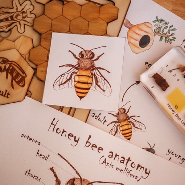 HONEY BEE Unit Study, MINI Printable Bees Bundle With Anatomy, Facts ...