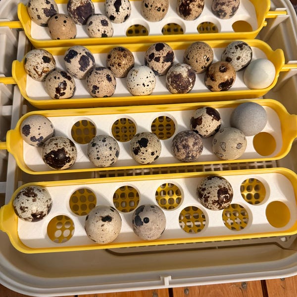 Maticoopx Incubator STANDARD Quail Egg Rack- Incubator Insert - Etsy