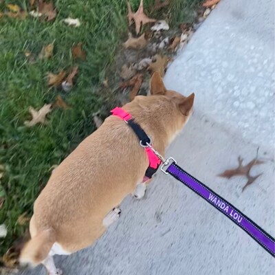 Custom Personalized Embroidered Dog Leash - Etsy