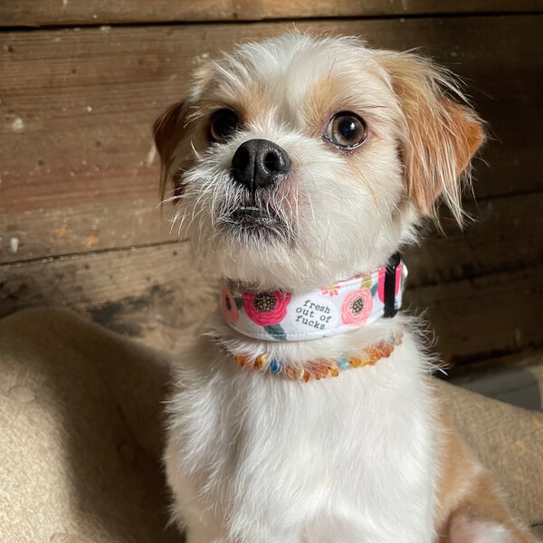 Dog Collar/fresh Out of Fus Dog Collar/ Flower Dog Collar/ Cussing Dog ...