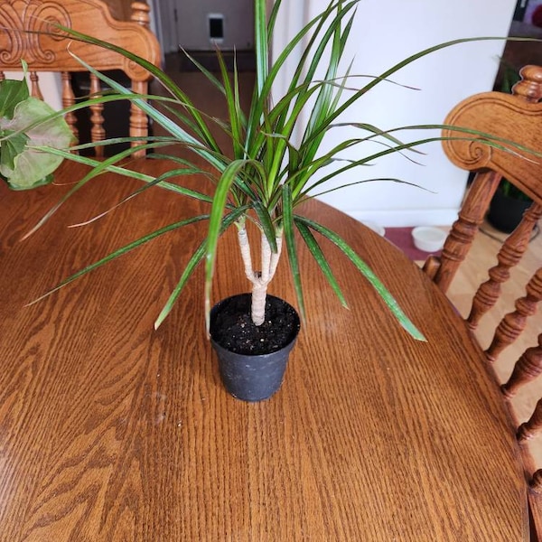 Dragon Tree Plant With Pot | Easy Beginner Plant | Perfect Plant Gift ...