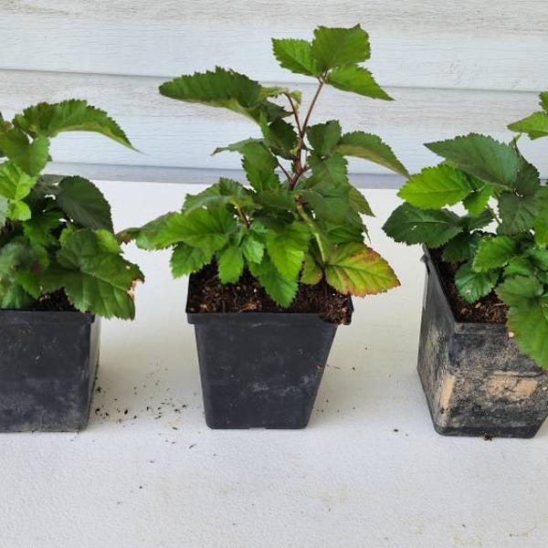 3 Blackberry Plants "triple Crown"-thornless (3 Large 1 Year Old Plug ...
