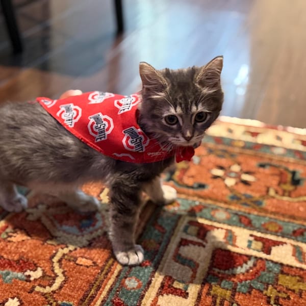 Ohio State Buckeyes NCAA Bandana for Dogs & Cats | Officially Licensed ...