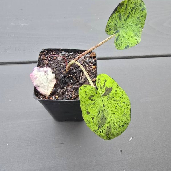 Alocasia Pink Princess Starter Plant ALL STARTER PLANTS Require You to ...