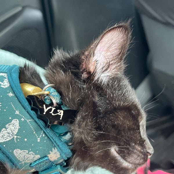 Personalized Bat Pet Tag or Human ID Tag, Perfect Tag for Cats, 10 ...