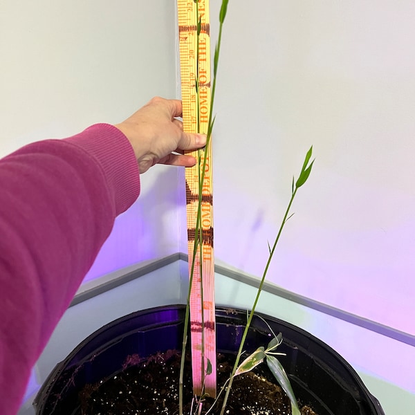 Red Margin Bamboo - Etsy