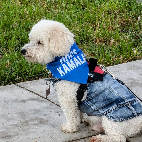 Youve Been Boozed Wine Tote, Halloween Booze Gift Bags, Favor Treat ...