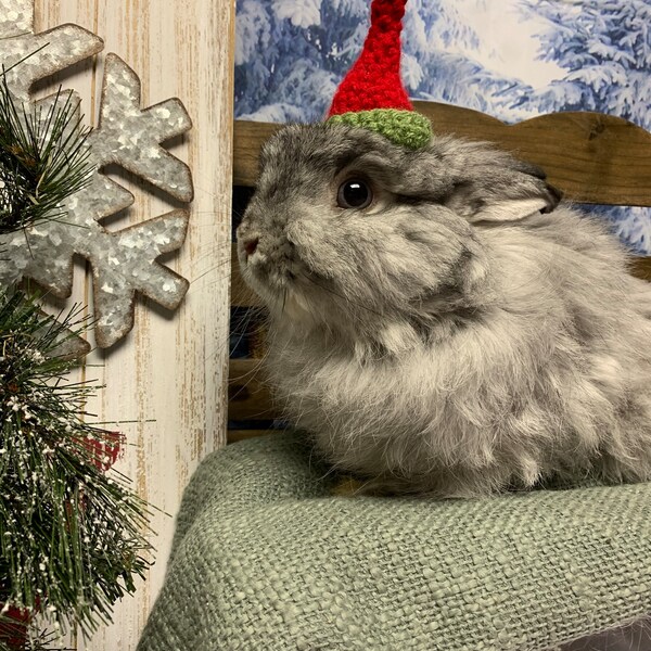 Crochet Elf Hat for Small Pets: Handmade Guinea Pig, Hamster, Cat ...