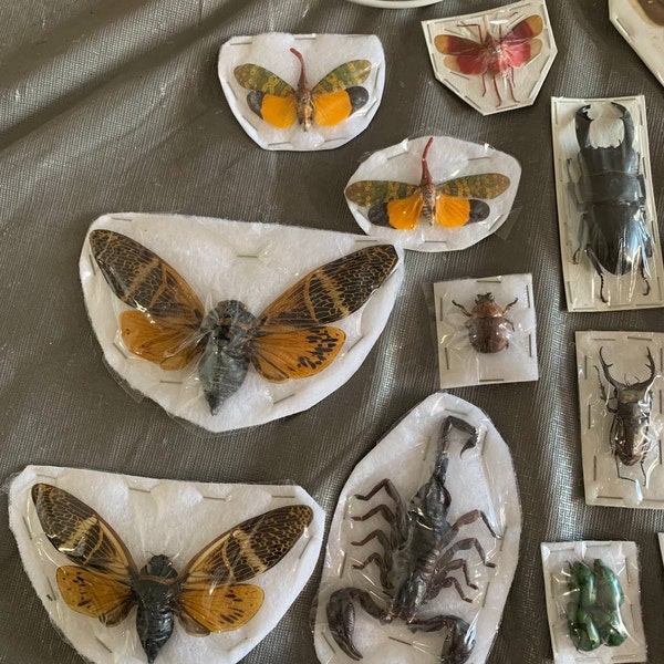 7 Real Cicadas Cicadoidea Beetles Assorted Insect Bug Butterfly ...