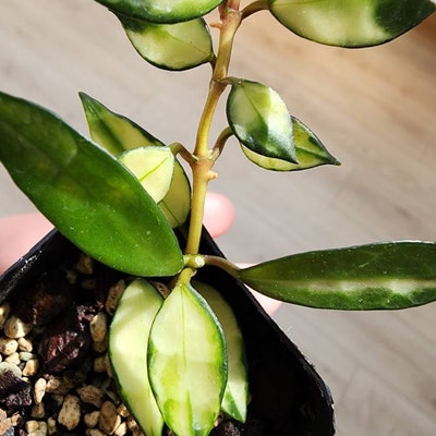 Hoya Lacunosa Leopard Skin 2-inch Exact House Plant - Etsy