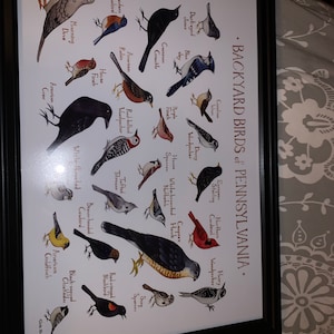 Pennsylvania Backyard Birds Field Guide Art Print / Watercolor Painting ...