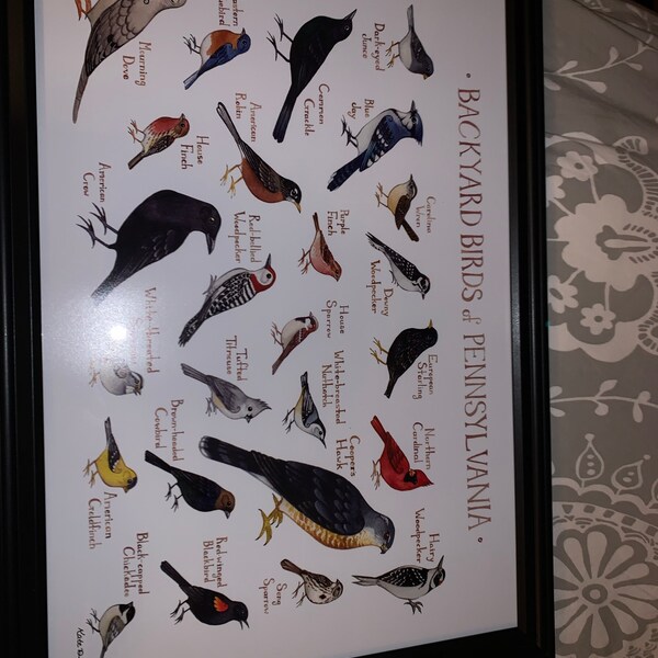 Pennsylvania Backyard Birds Field Guide Art Print / Watercolor Painting ...