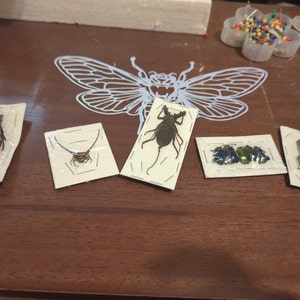 Butterfly/insect Hydration Chamber Kit - Etsy