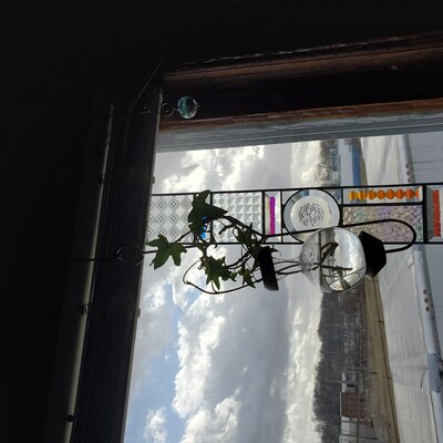 Plant Cuttings ivy for Any Plant Rooter. Free Gift With - Etsy