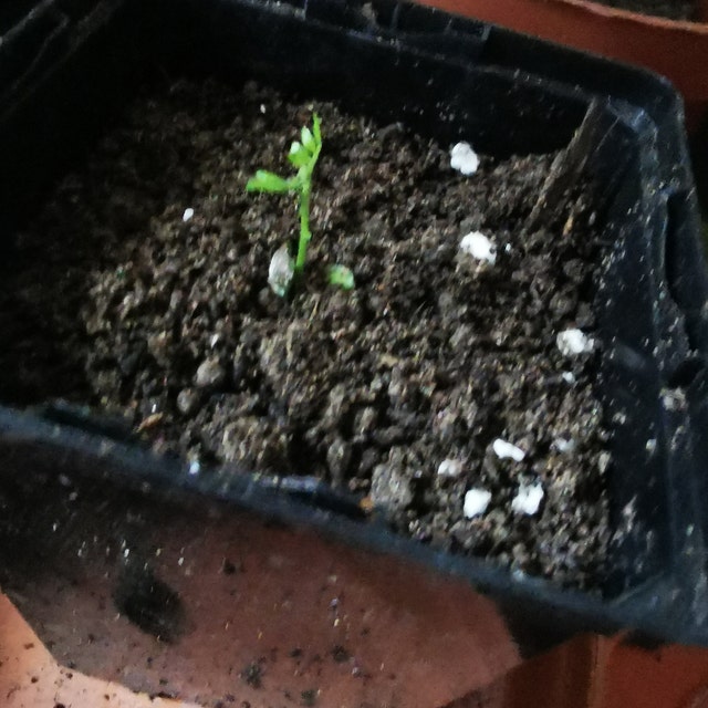 EcoSeeds - Etsy