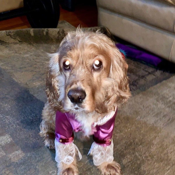 Dog Costume, Dog Thomas Jefferson Costume, Thomas Jefferson, Dog ...
