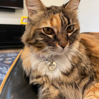 Cat Tag, Cat ID Tag, Small Pet Tag, Cat Name Tag, Microchipped Tag ...