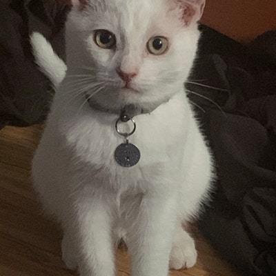 Handmade Custom Hand-stamped Dog/cat Tag the zeus Extra Small ...