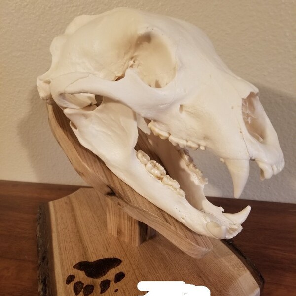 Bear Mount ~ Hunting ~ Bear Mount Plaque ~ Bear Hunting ~ Bear Skull ...