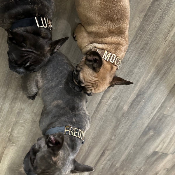 Personalized Dog Collars With Metal Letter Name, Female Dog Collars ...