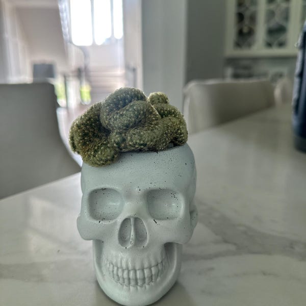 Brain Cactus Skull Succulent Arrangement - Etsy