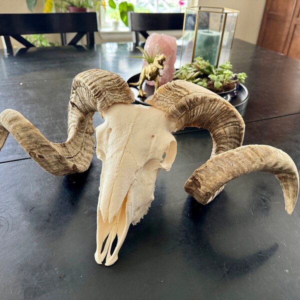 Real Young Goat Skull With Jaw, Perfectly Clean Animal Skull, Real ...