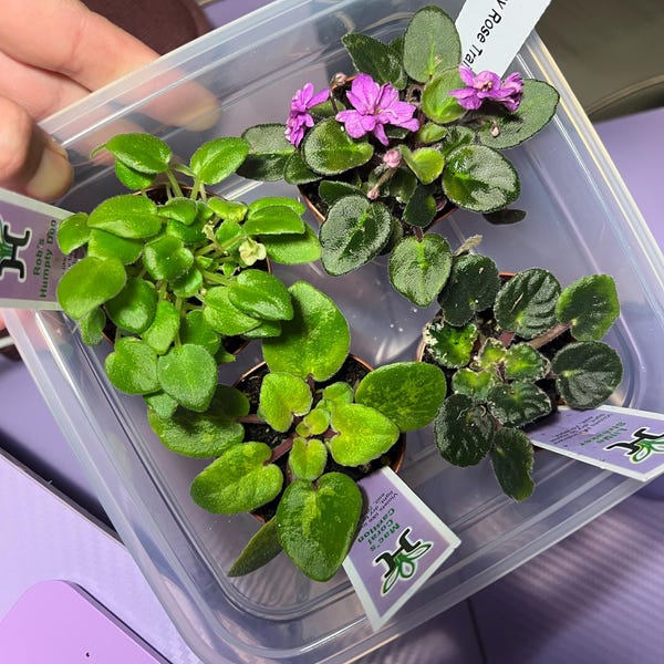 Kei Yoki African Violet Live Plant, Young Pre-finished Starter in a 4 ...