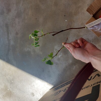 Cascade Delight Potted Red Raspberry Plants Large Sweet Favorful ...