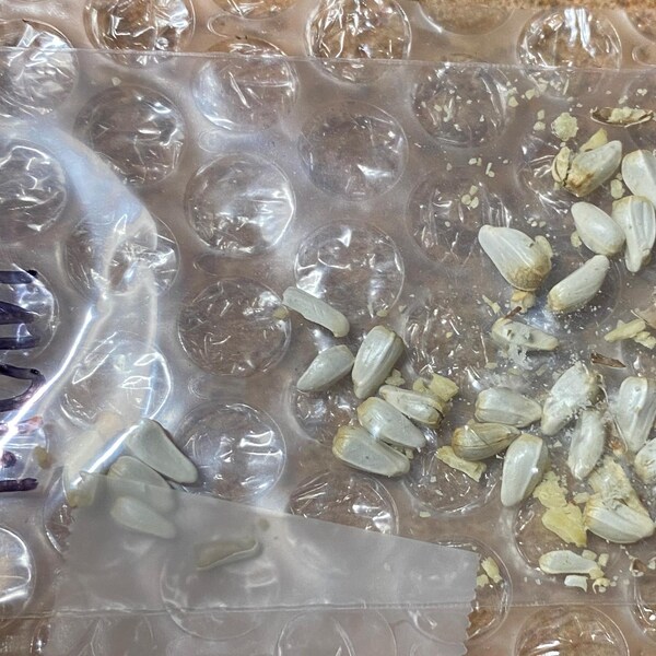 20 Purple Japanese Maple Tree Bonsai Seeds Heirloom Rare Colorful Lawn ...