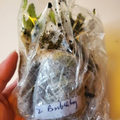 2 Salvia Nemorosa 'bumbleberry' Live Perennial Plants. Stunning Colors ...