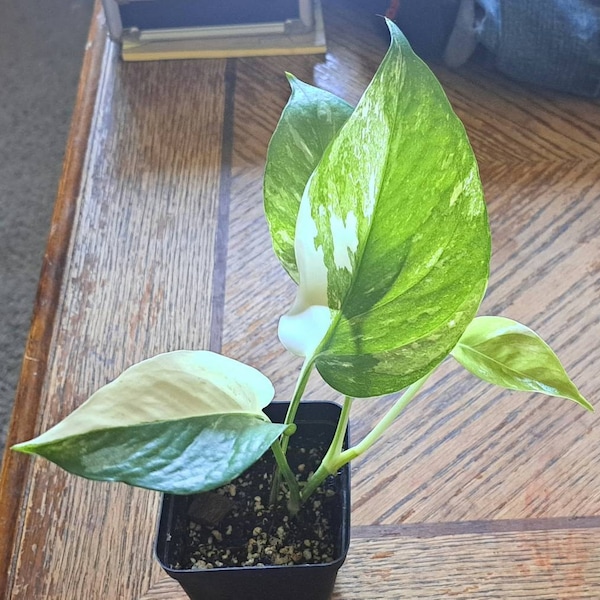 Epipremnum 'colorado Constellation' Rare Pothos - Etsy