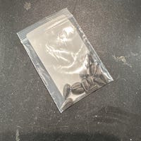 Giggles Dahlia Seeds - Attracts Pollinators, Long Blooming Season ...