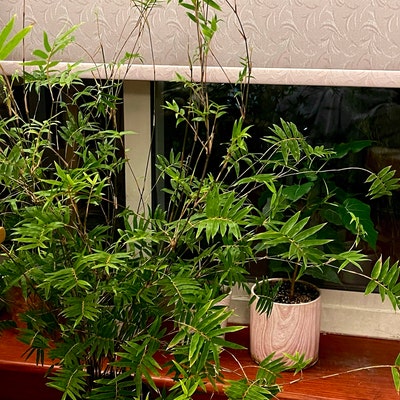 Fernleaf Clumping Bamboo/bambusa 1 Value Priced Division Approx 15 Tall ...