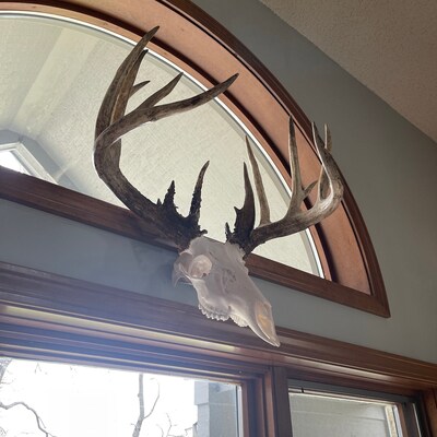 European Skull Mount Hanger Bracket KRENEK SKULL BRACKET Deer, Hogs ...